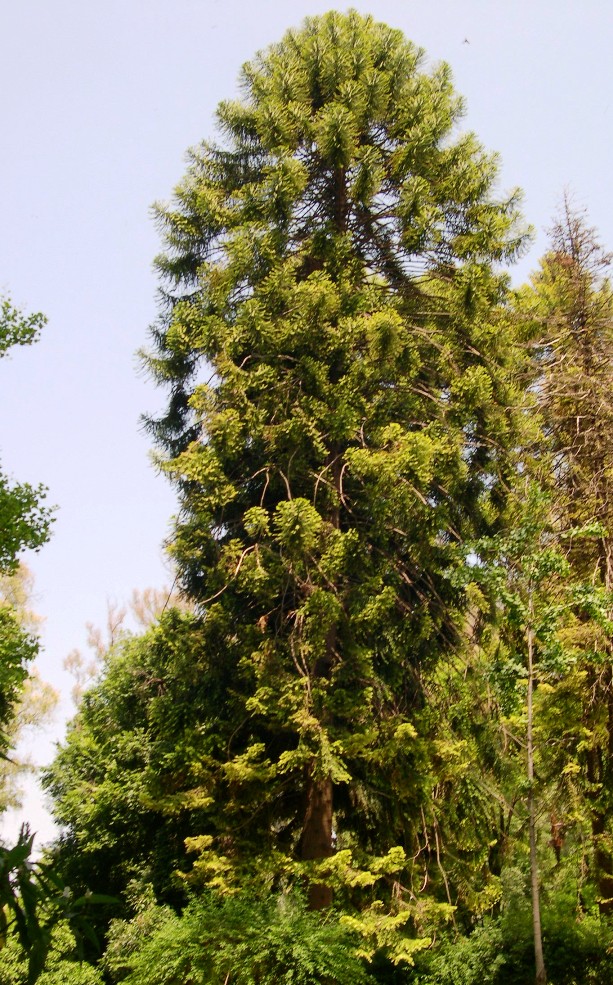 ARAUCARIA BIDWILLI :: EL GIGANTE EGOÍSTA