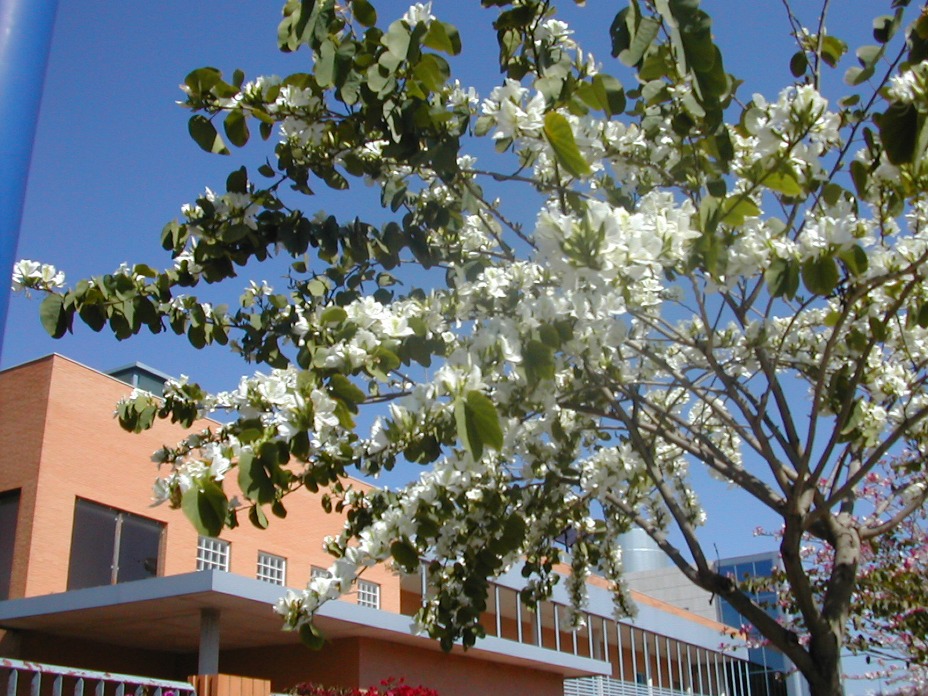 BAHUINIA VARIEGATA :: EL GIGANTE EGOÍSTA