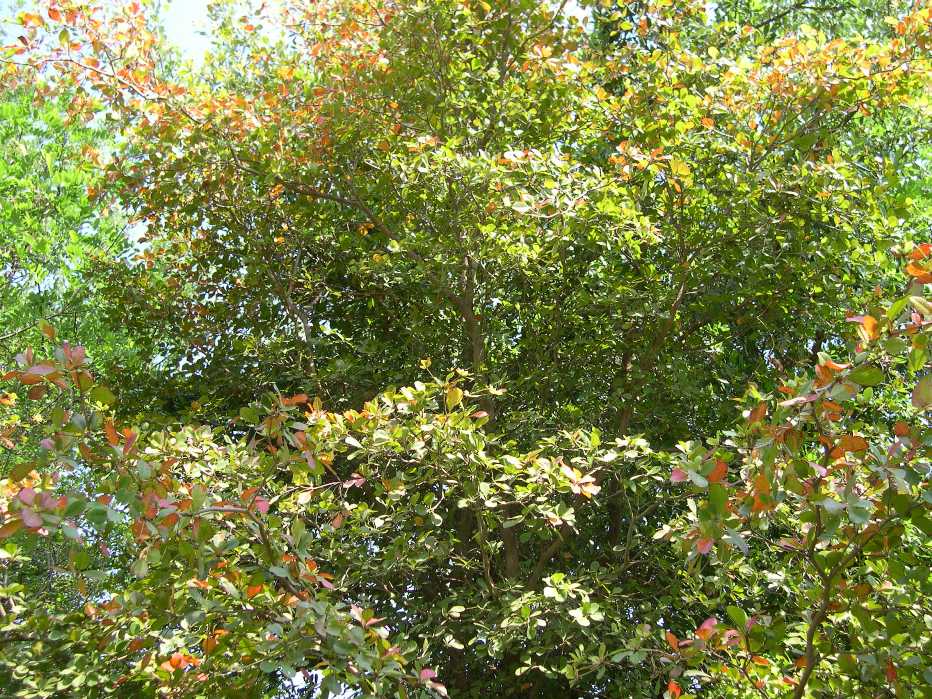 BURSERA SIMARUBA :: EL GIGANTE EGOÍSTA