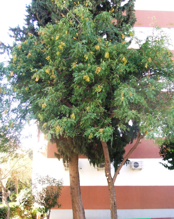 CAESALPINIA SPINOSA :: EL GIGANTE EGOÍSTA