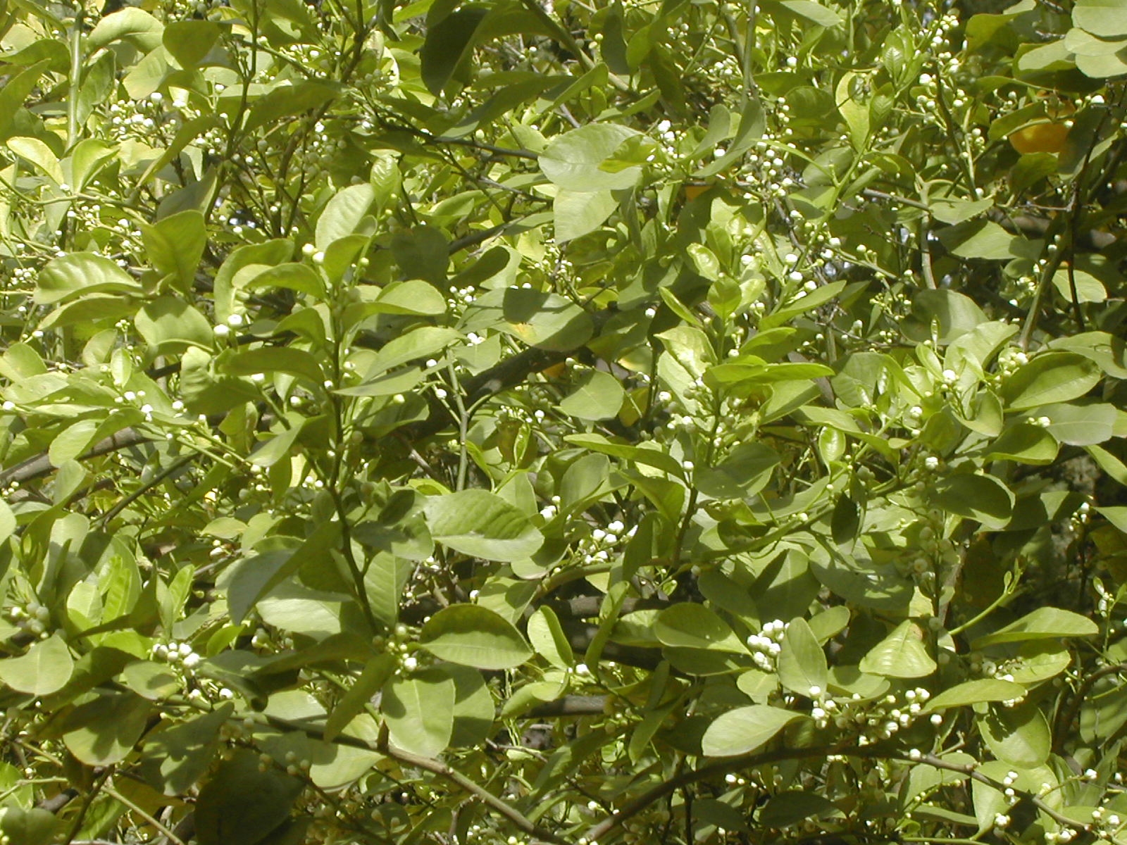 CITRUS LIMETTA :: EL GIGANTE EGOÍSTA