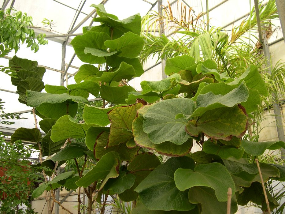 COCCOLOBA PUBESCENS :: EL GIGANTE EGOÍSTA