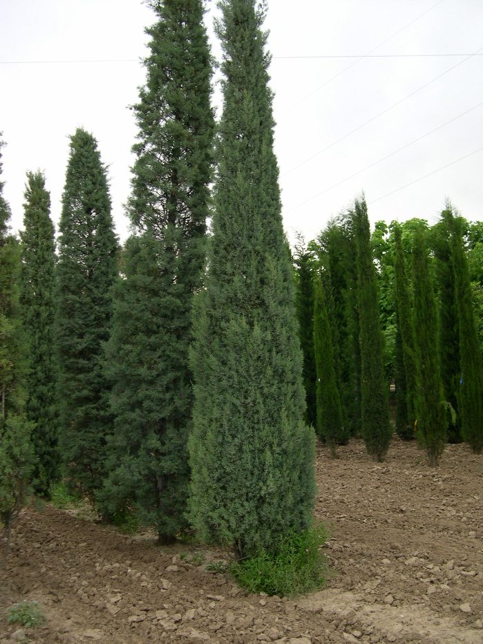 CUPRESSUS ARIZONICA :: EL GIGANTE EGOÍSTA