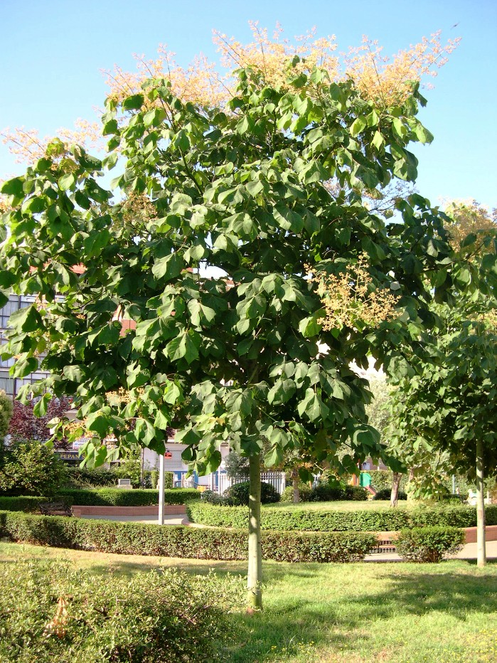 FIRMIANA SIMPLEX :: EL GIGANTE EGOÍSTA